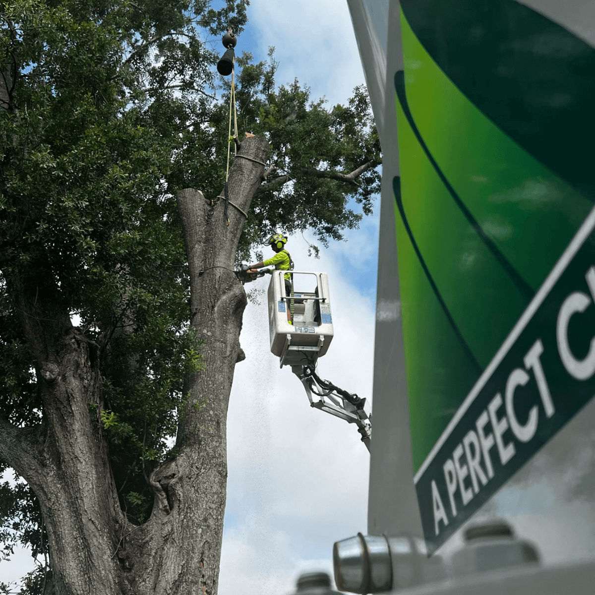 A Perfect Cut Tree Service | Serving New Orleans & Nearby Areas