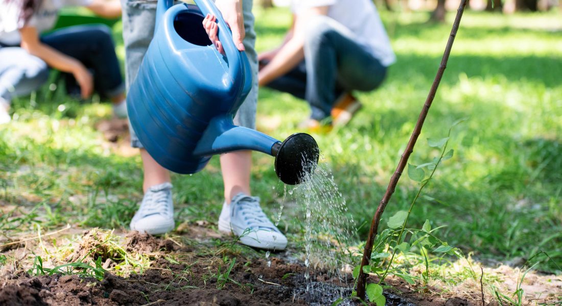 Simple Guide: How to Water Your Trees Effective