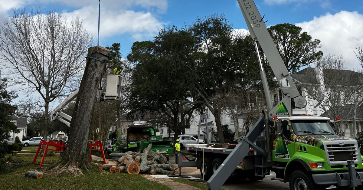 Emergency Tree Removal in New Orleans, LA | A Perfect Cut Tree
