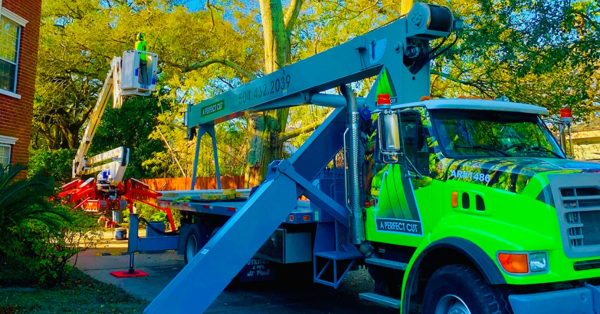 How to Rot a Tree Stump Fast | A Perfect Cut Tree