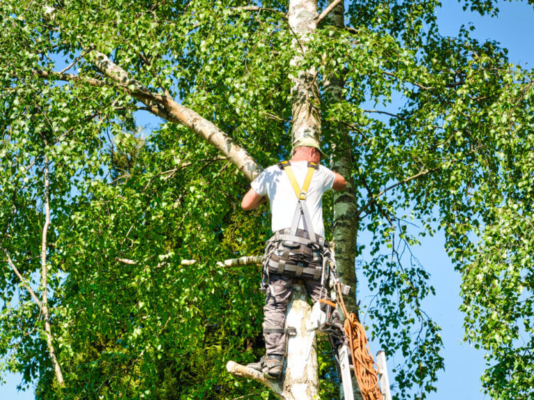 What to Know Before Trimming Trees?