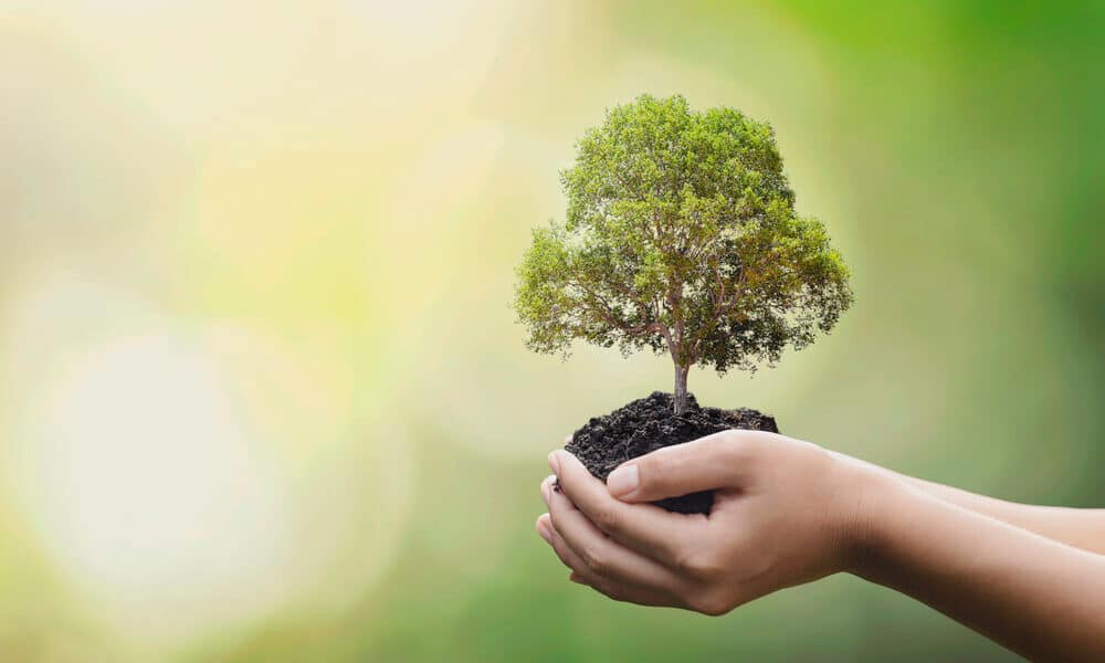 Tree Preservation Laws and Regulations in New Orleans, LA